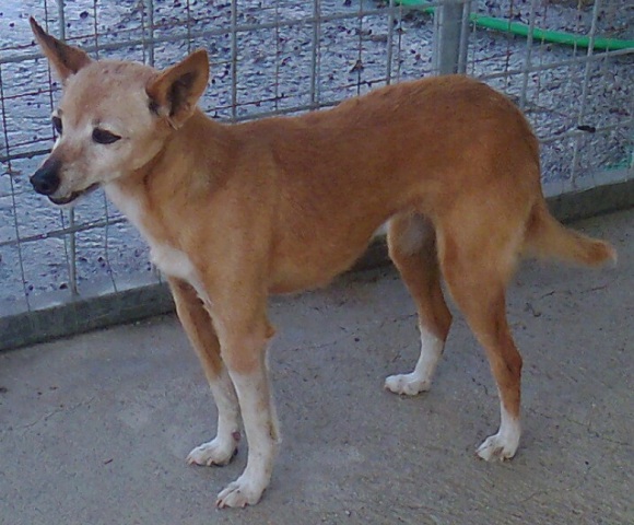 Smarrita cagnolina di colore fulvo e taglia piccola. Si cerca il ...