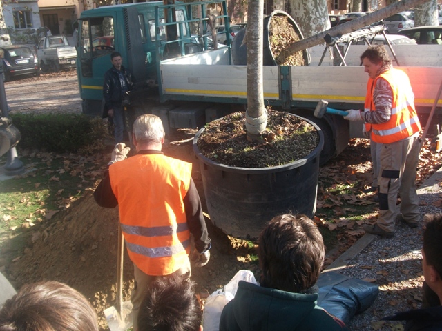 Si parla di pini e verde pubblico alla Festa dell'Albero in Sala Don ...