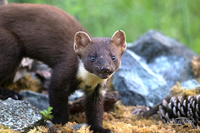 La martora torna a Cava Volpaie. Parte il sondaggio per trovarle un ...